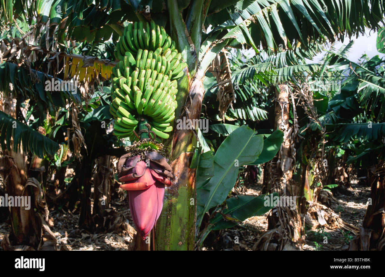 Banana plant Costa Rica Central America Stock Photo - Alamy