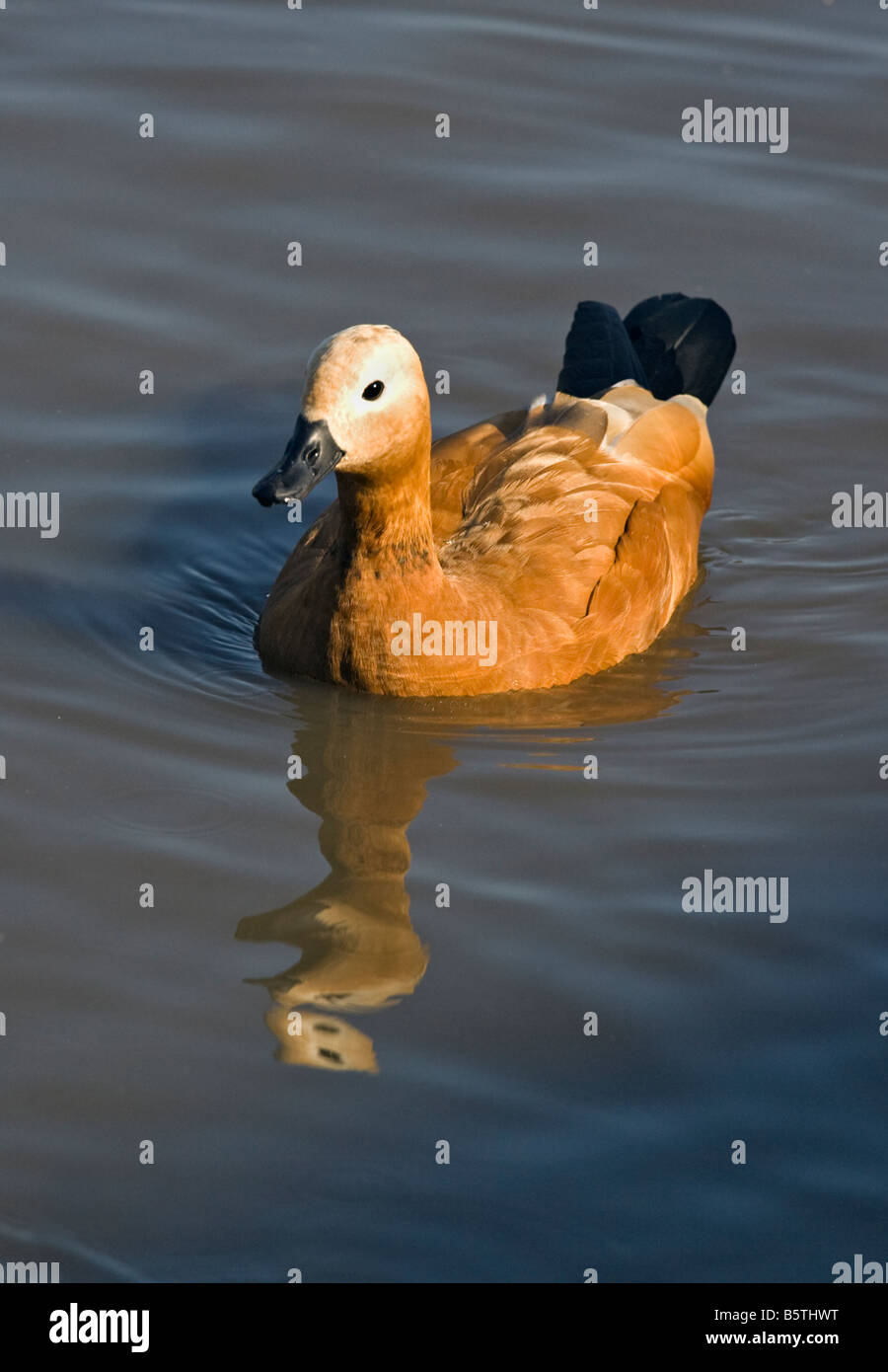 African shelducks hi-res stock photography and images - Alamy