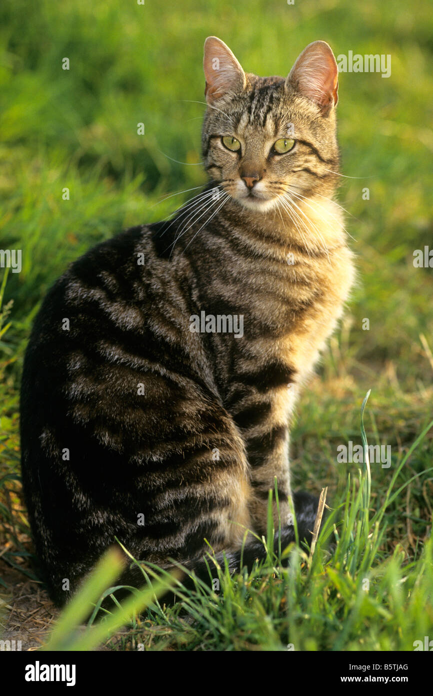 Domestic Cat (Felis silvestris, Felis catus) sitting in a meadow Stock ...
