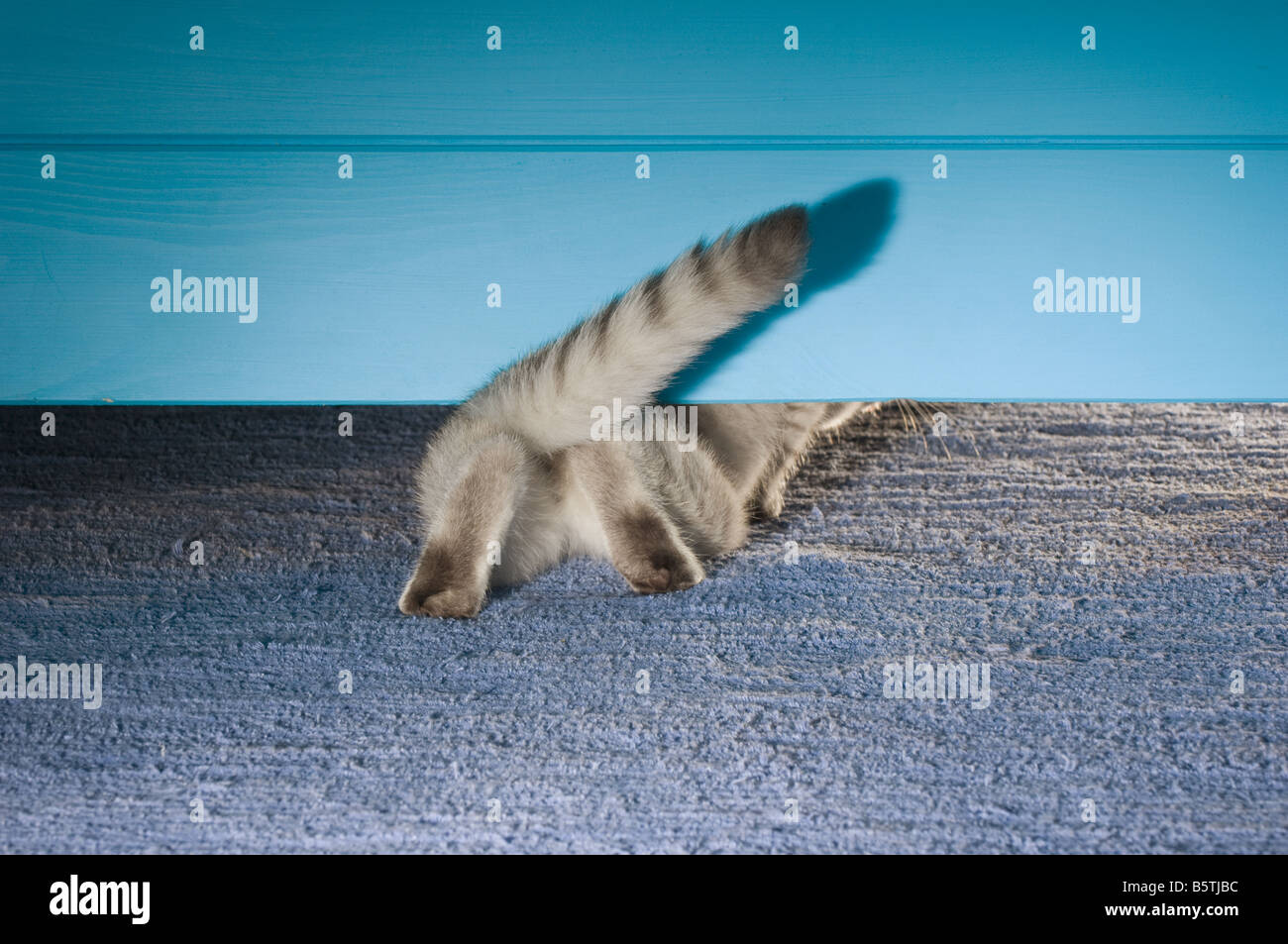 British Shorthair kitten - creeping under bed Stock Photo - Alamy
