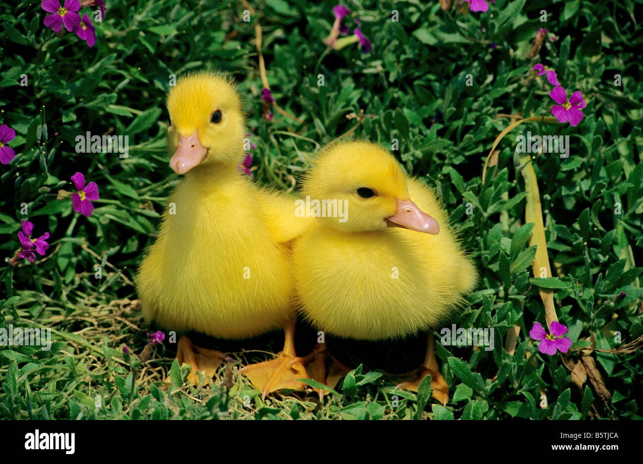 Two Ducks Flowers High Resolution Stock Photography and Images - Alamy