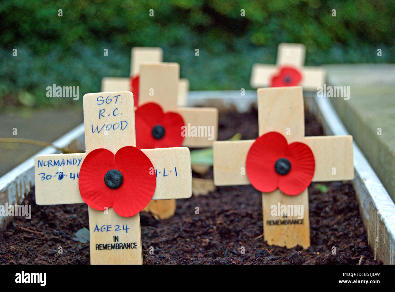 remembrance day poppies on wooden crosses, with a handwritten ...