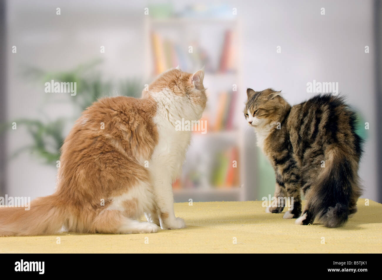 two Maine Coon cats - quarreling Stock Photo - Alamy