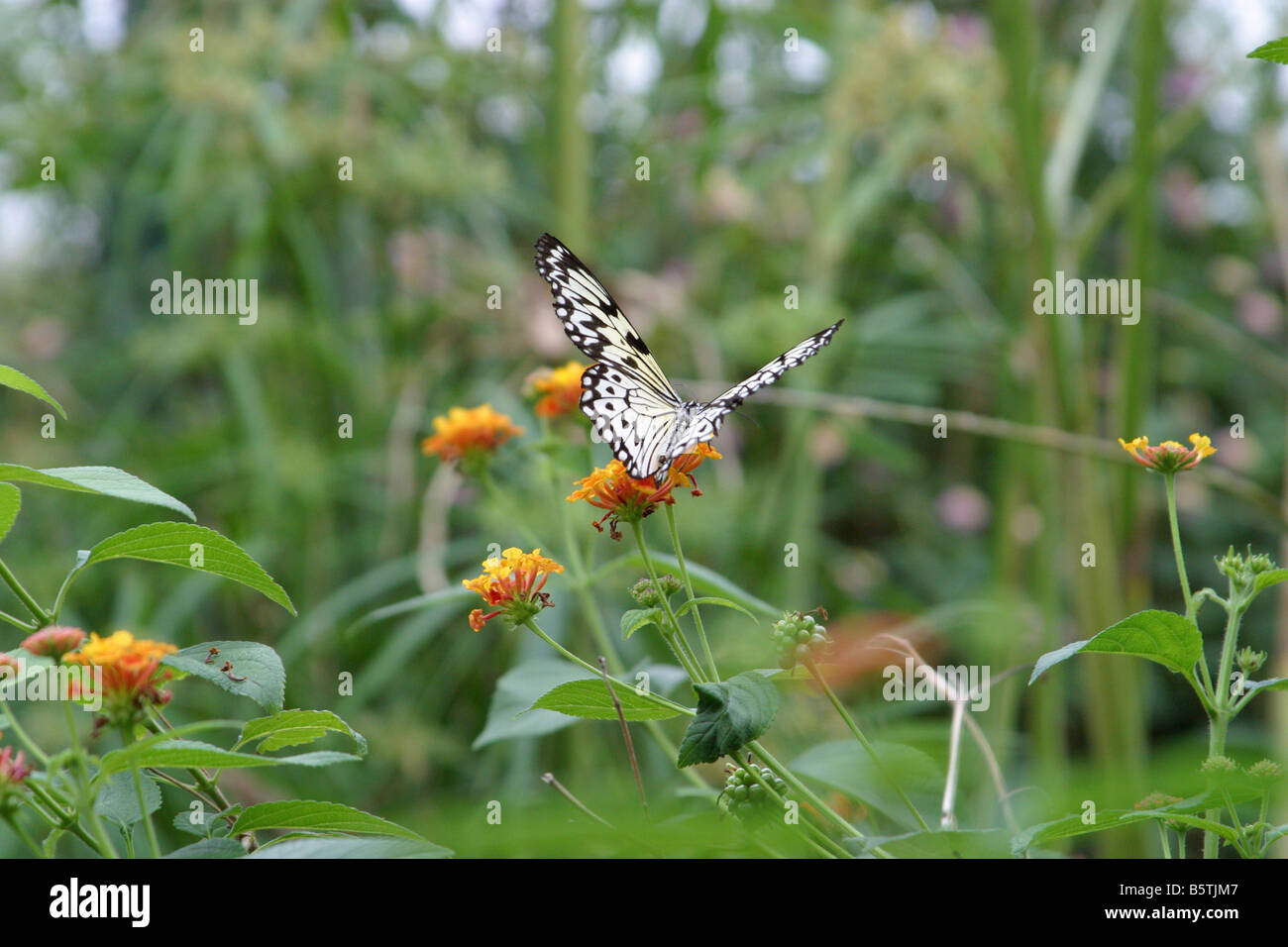 white tree nymph butterfly Stock Photo - Alamy