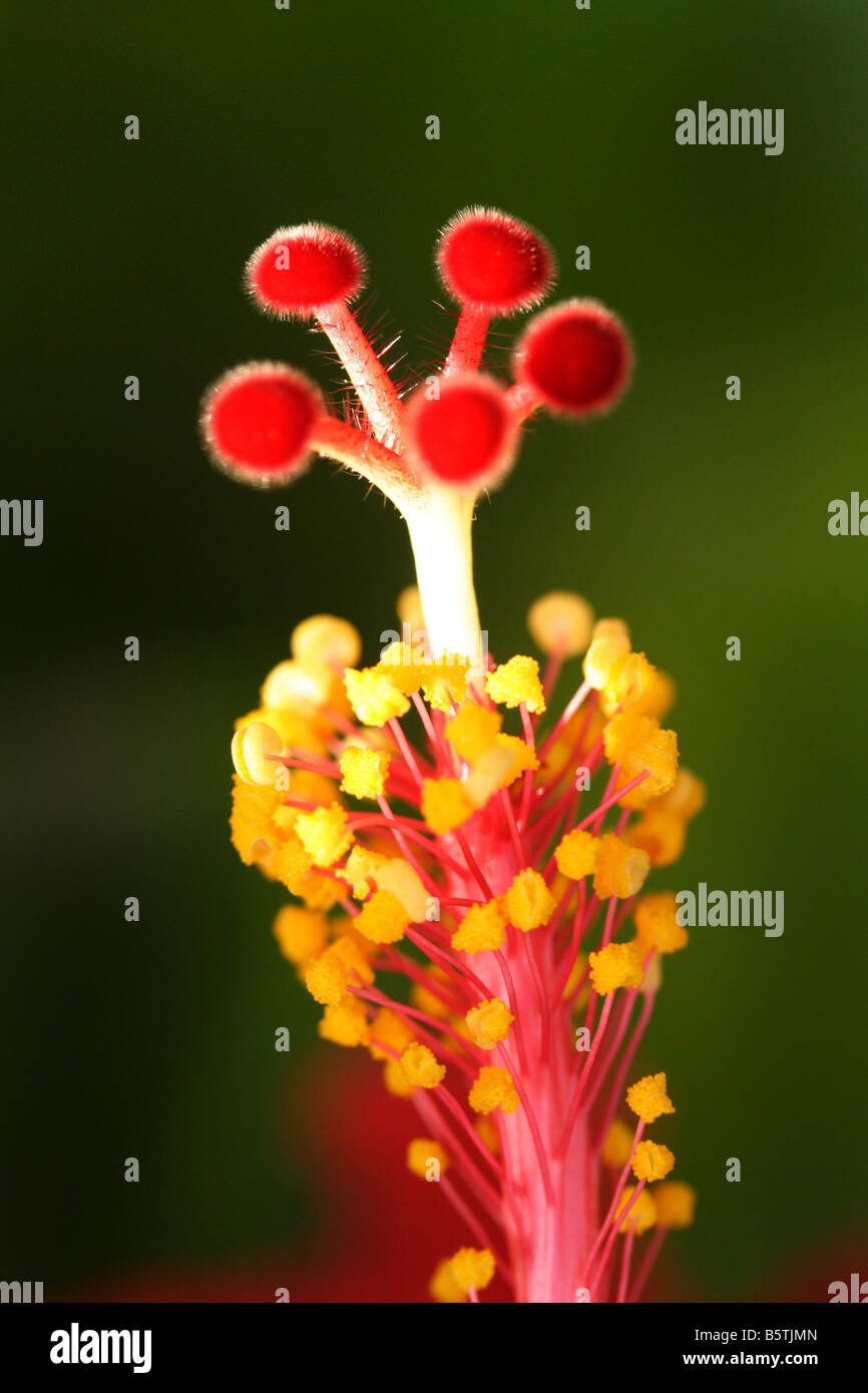Red hibiscus flower stigma Stock Photo - Alamy