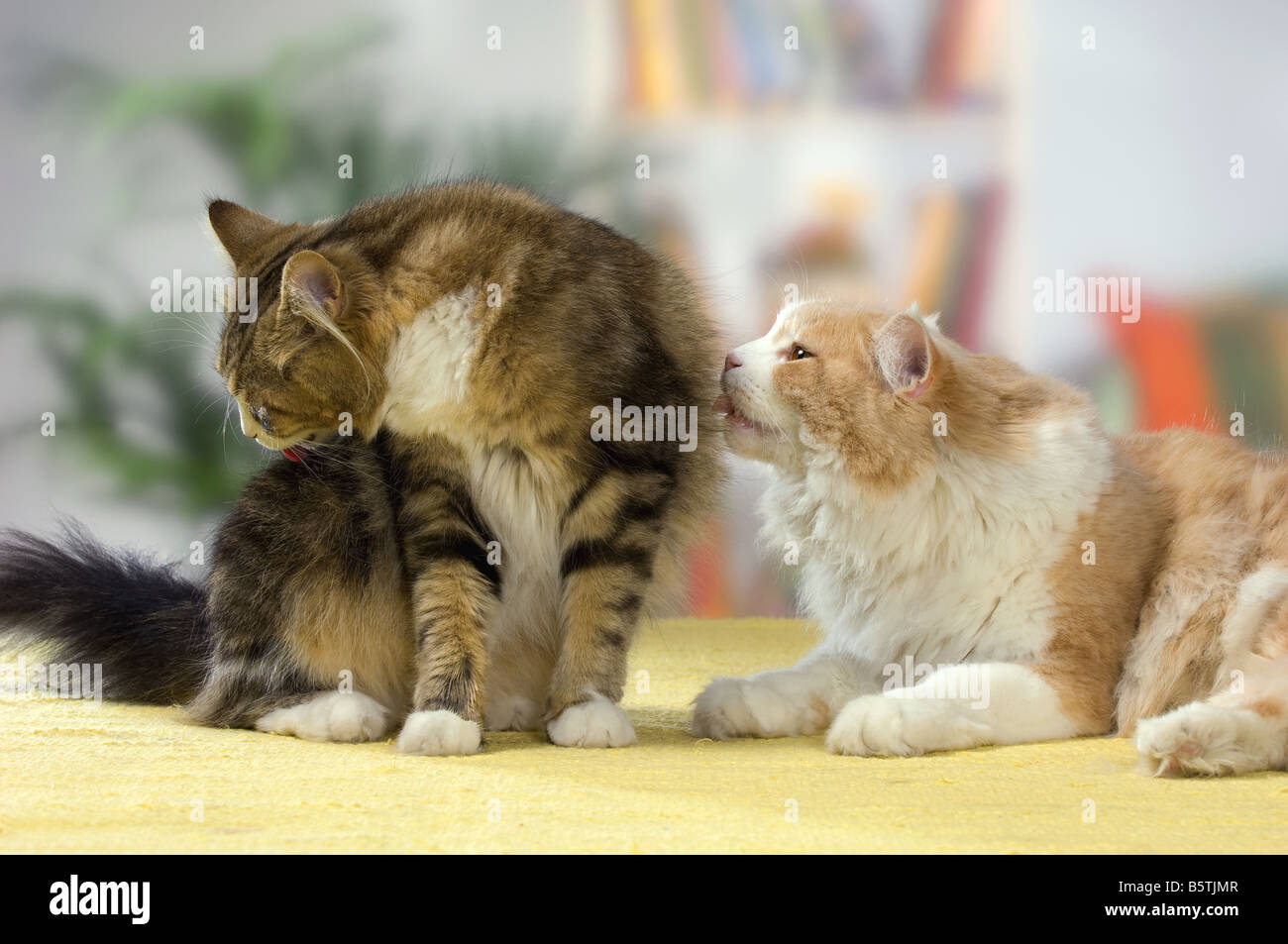 two Maine Coon cats - preening themselves Stock Photo - Alamy