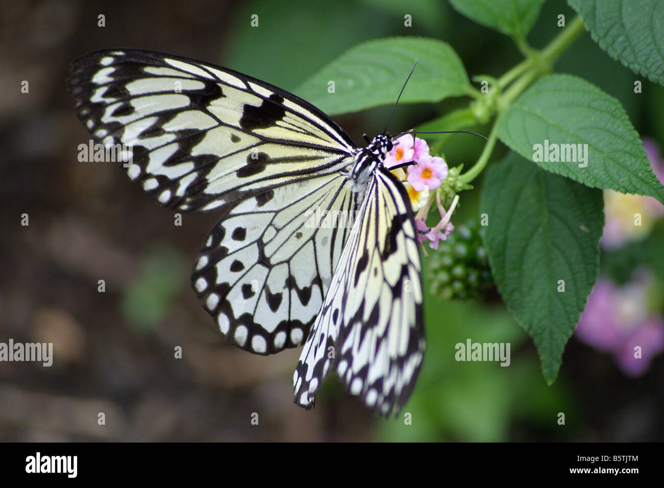 white tree nymph butterfly Stock Photo - Alamy