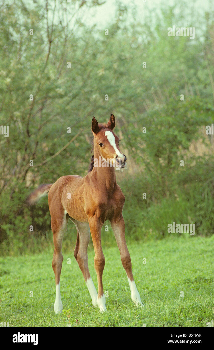 Asil Arabian High Resolution Stock Photography and Images - Alamy