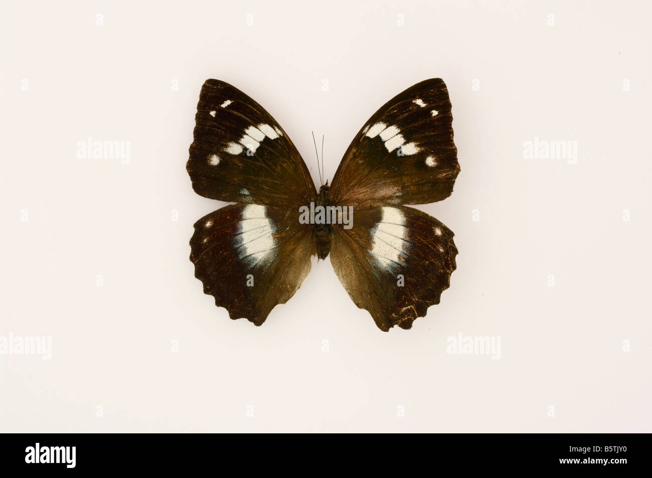 Tropical insects hi-res stock photography and images - Alamy