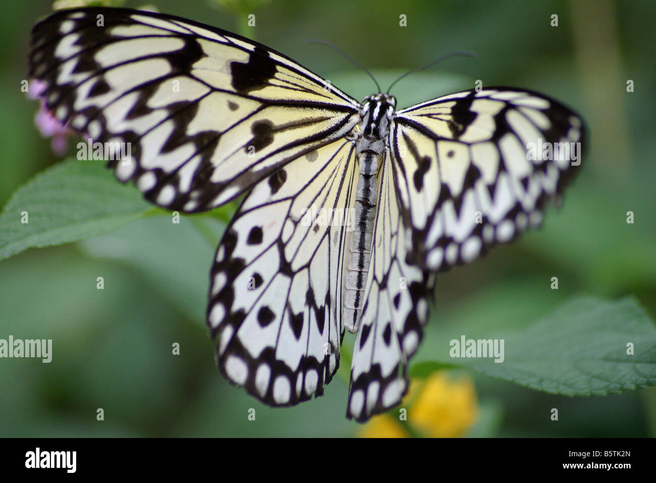 White tree nymph butterfly Stock Photo - Alamy