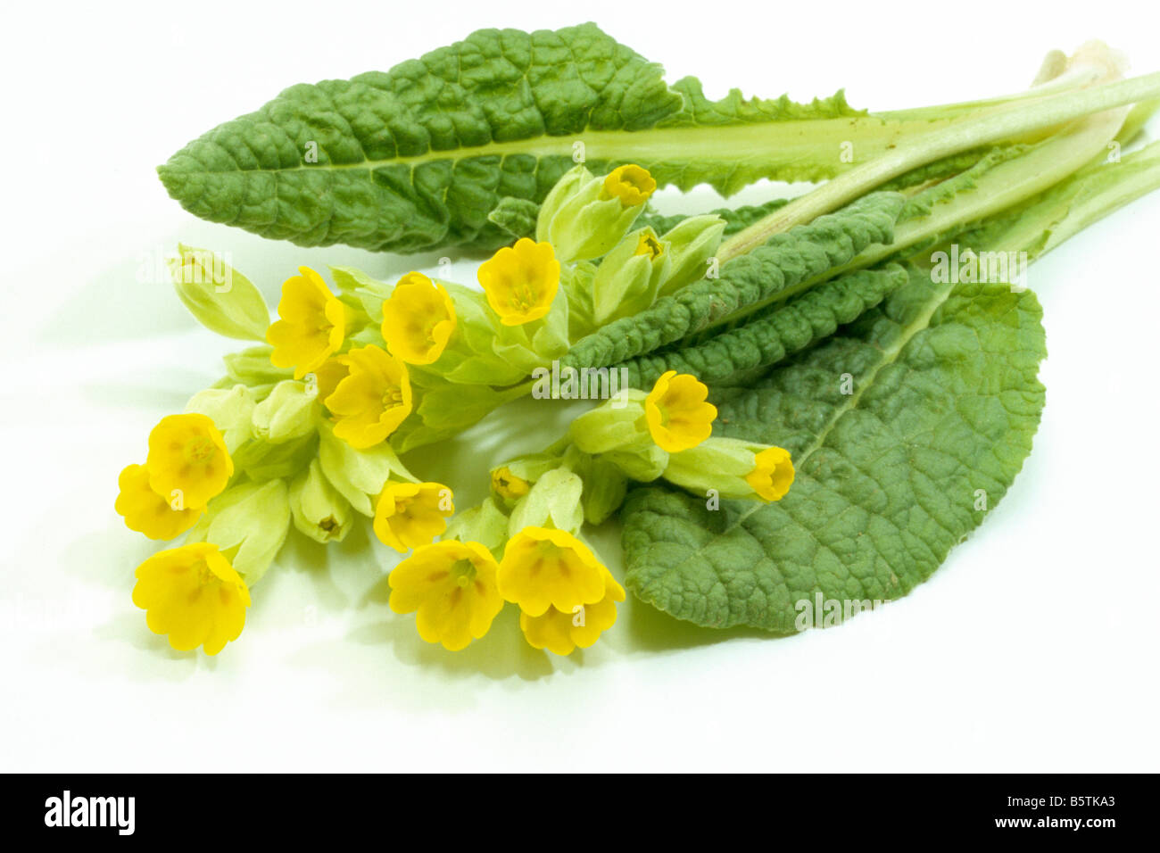 Cowslip (Primula veris), flowers and leaves, studio picture Stock Photo ...