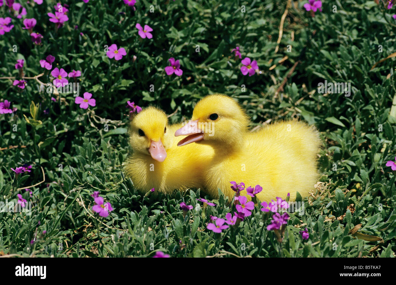 Chattering duck hi-res stock photography and images - Alamy