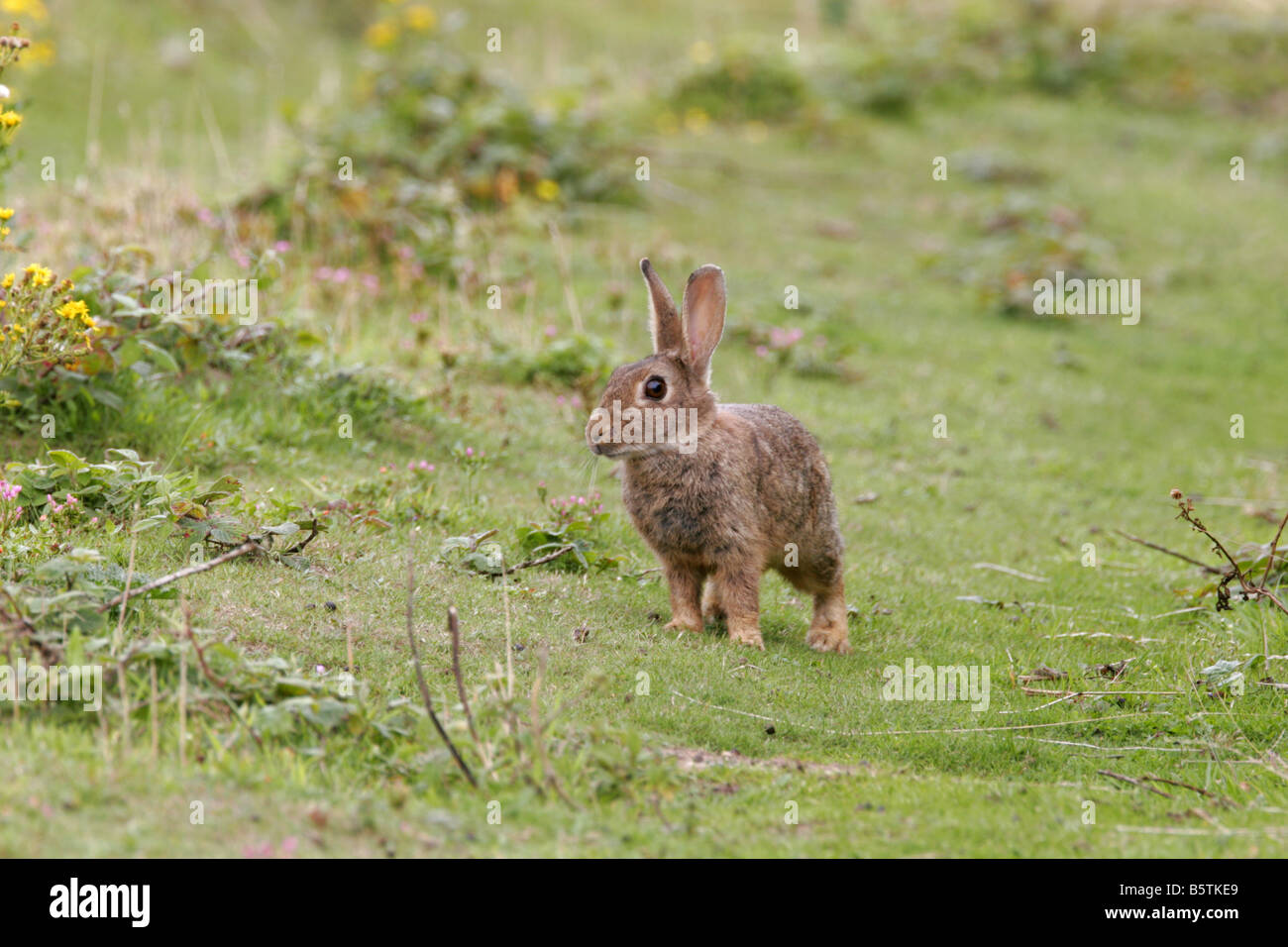 August rabbit young hi-res stock photography and images - Alamy