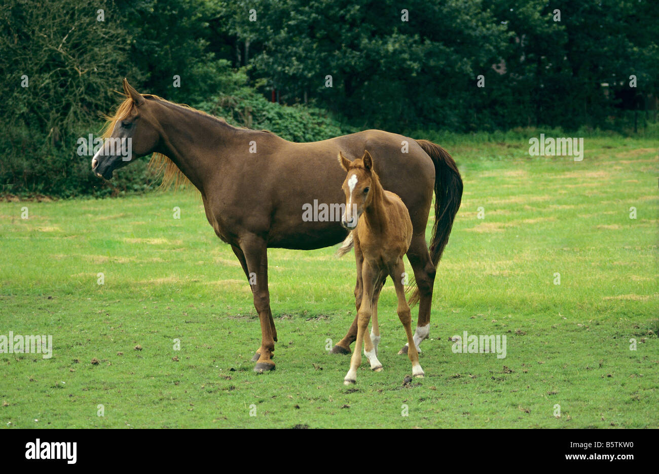 Asil-Arabian horse with foal - standing on meadow Stock Photo - Alamy