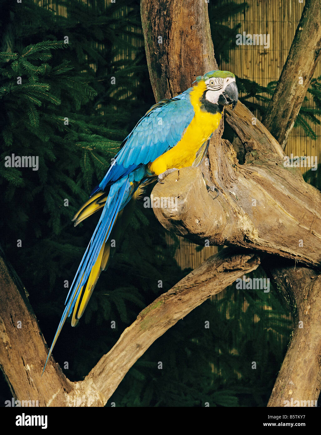 Yellow-breasted macaw - sitting on tree trunk / Ara ararauna Stock ...