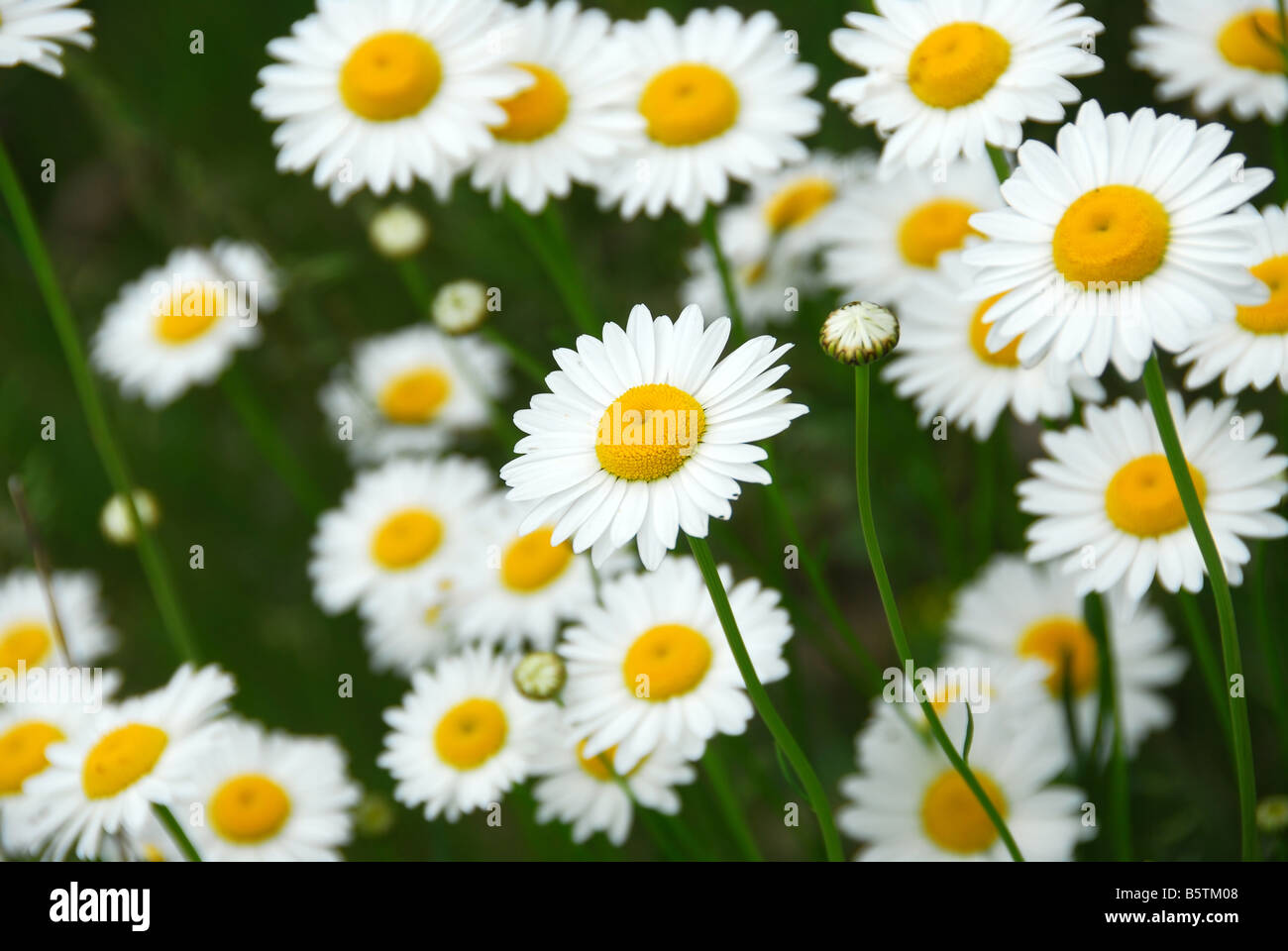Bunch of flowers growing in a meadow hi-res stock photography and ...