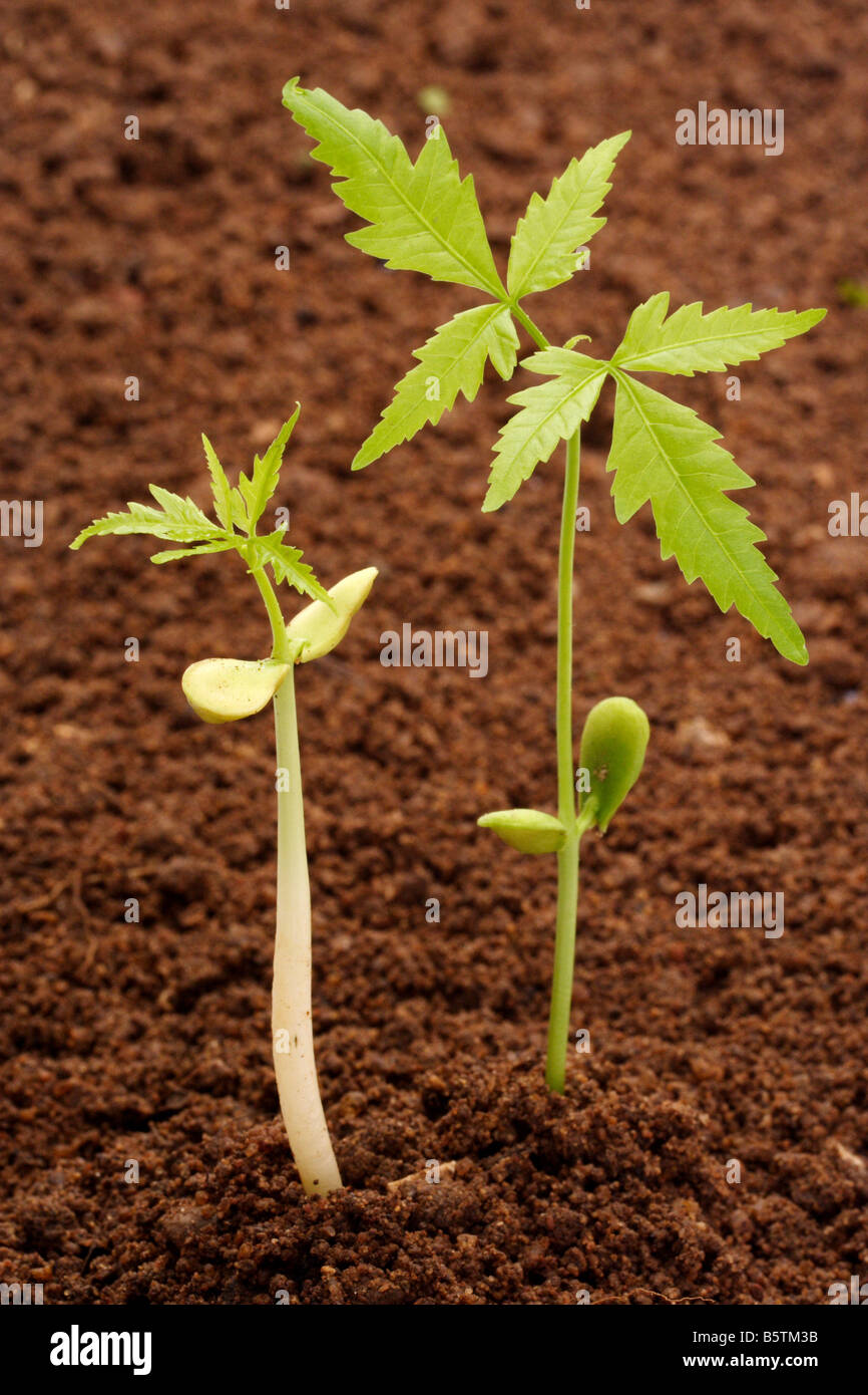 Grow plant stages hi-res stock photography and images - Alamy