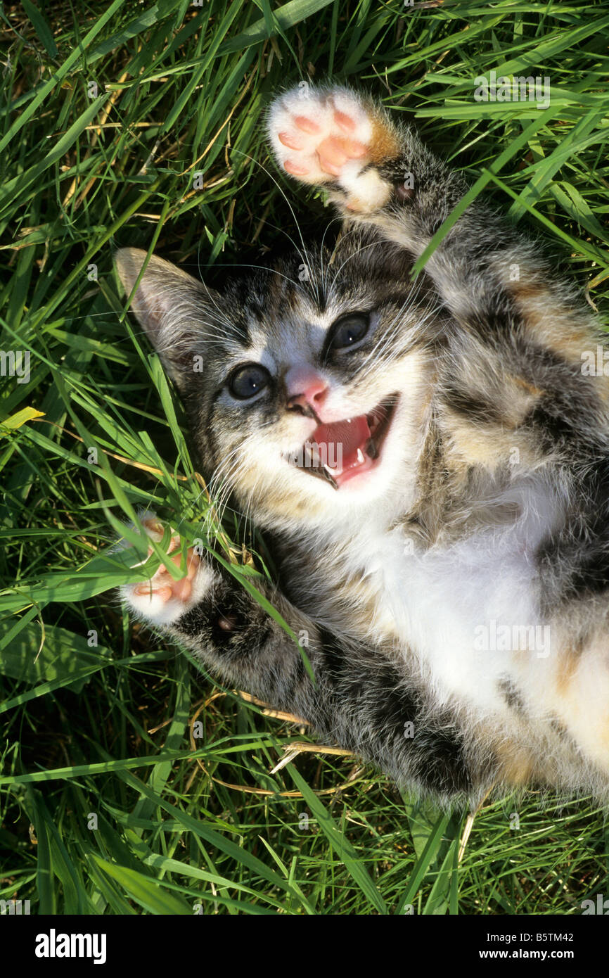 Domestic Cat (Felis silvestris, Felis catus), kitten. Playful defense ...