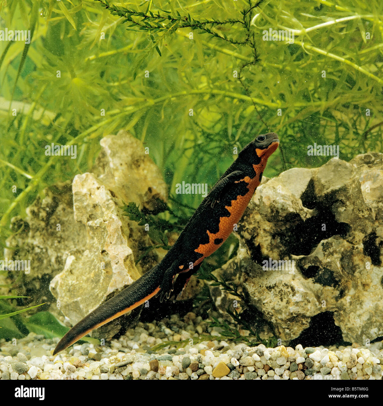 Japanese Fire Belly Newt in water / Cynops pyrrhogaster Stock Photo - Alamy