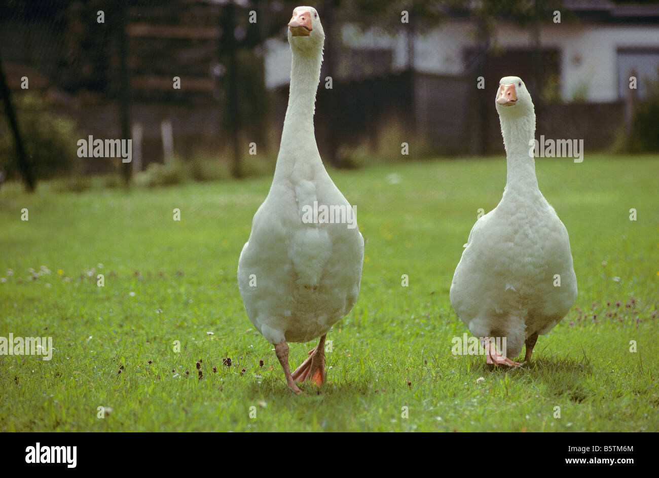 two geese - walking on meadow Stock Photo - Alamy