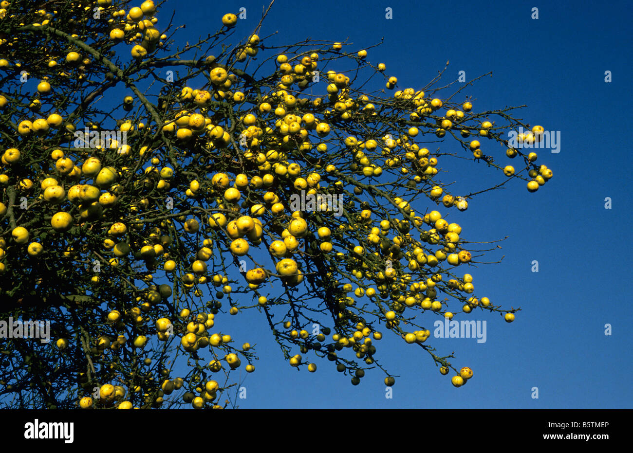 Heavy apple tree hi-res stock photography and images - Alamy