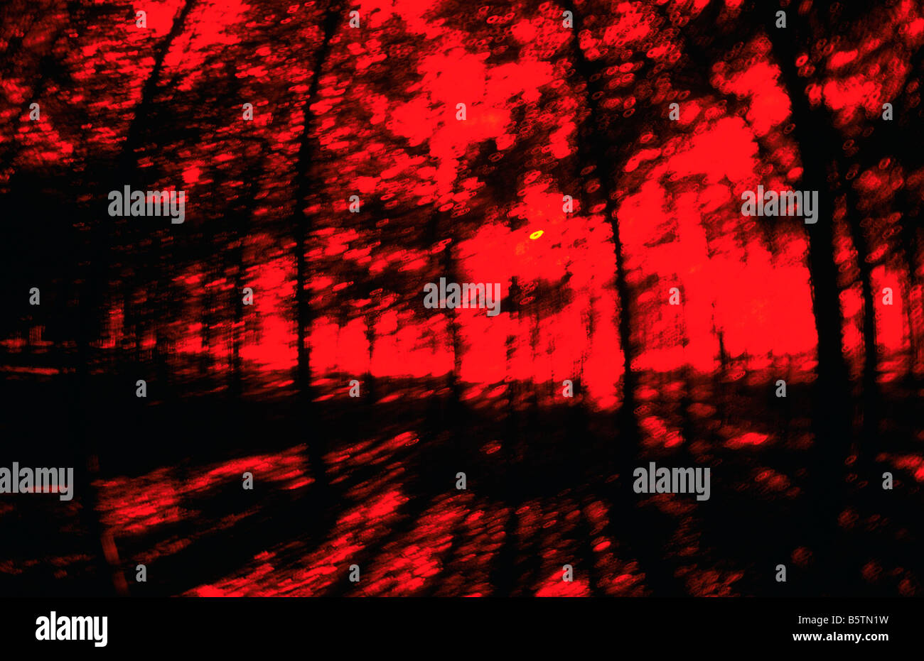 Abstract red woodland movement - (Red filter added to lens Stock Photo ...