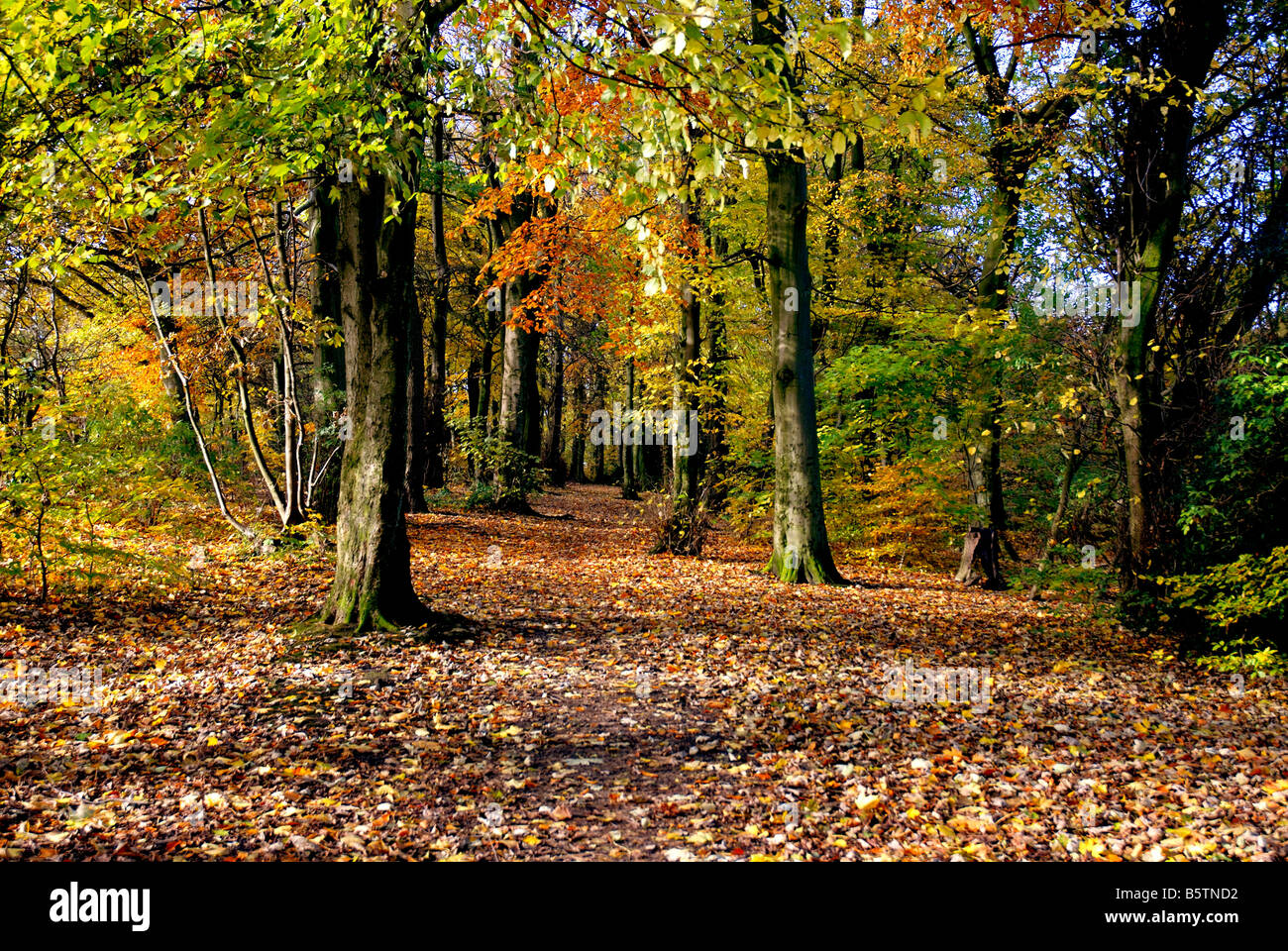 Vibrant autumn woodland colour hi-res stock photography and images - Alamy