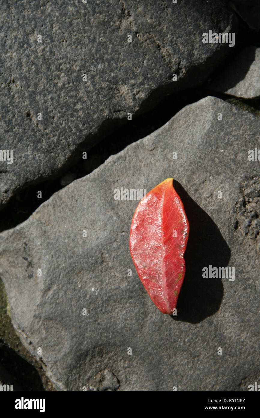 one single fallen red leaf on cobbled road Stock Photo - Alamy
