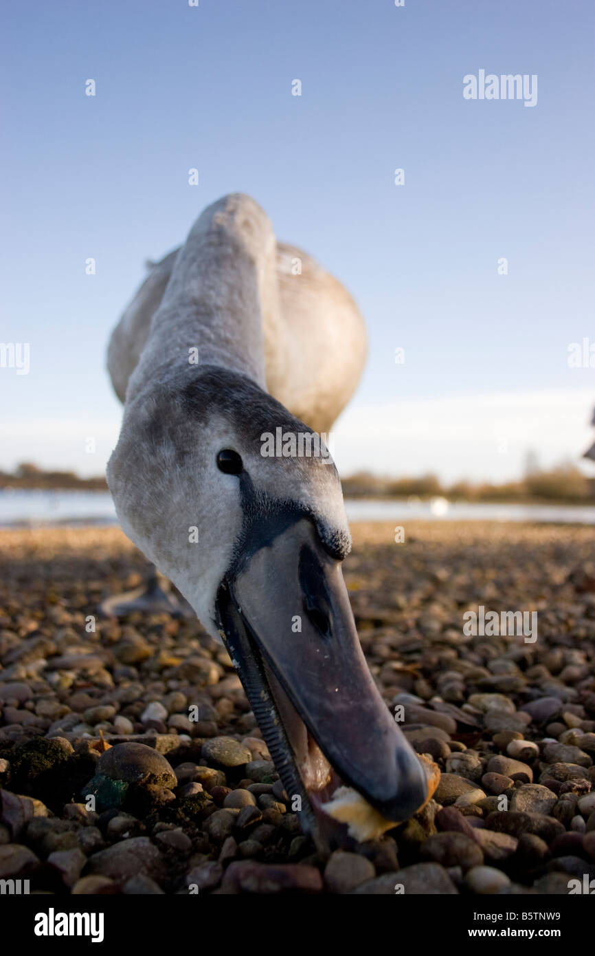 Immature_ swan hi-res stock photography and images - Alamy