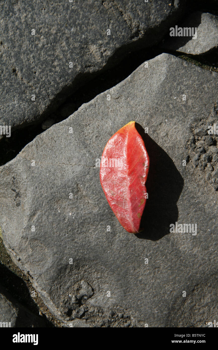 one single fallen red leaf on cobbled road Stock Photo - Alamy