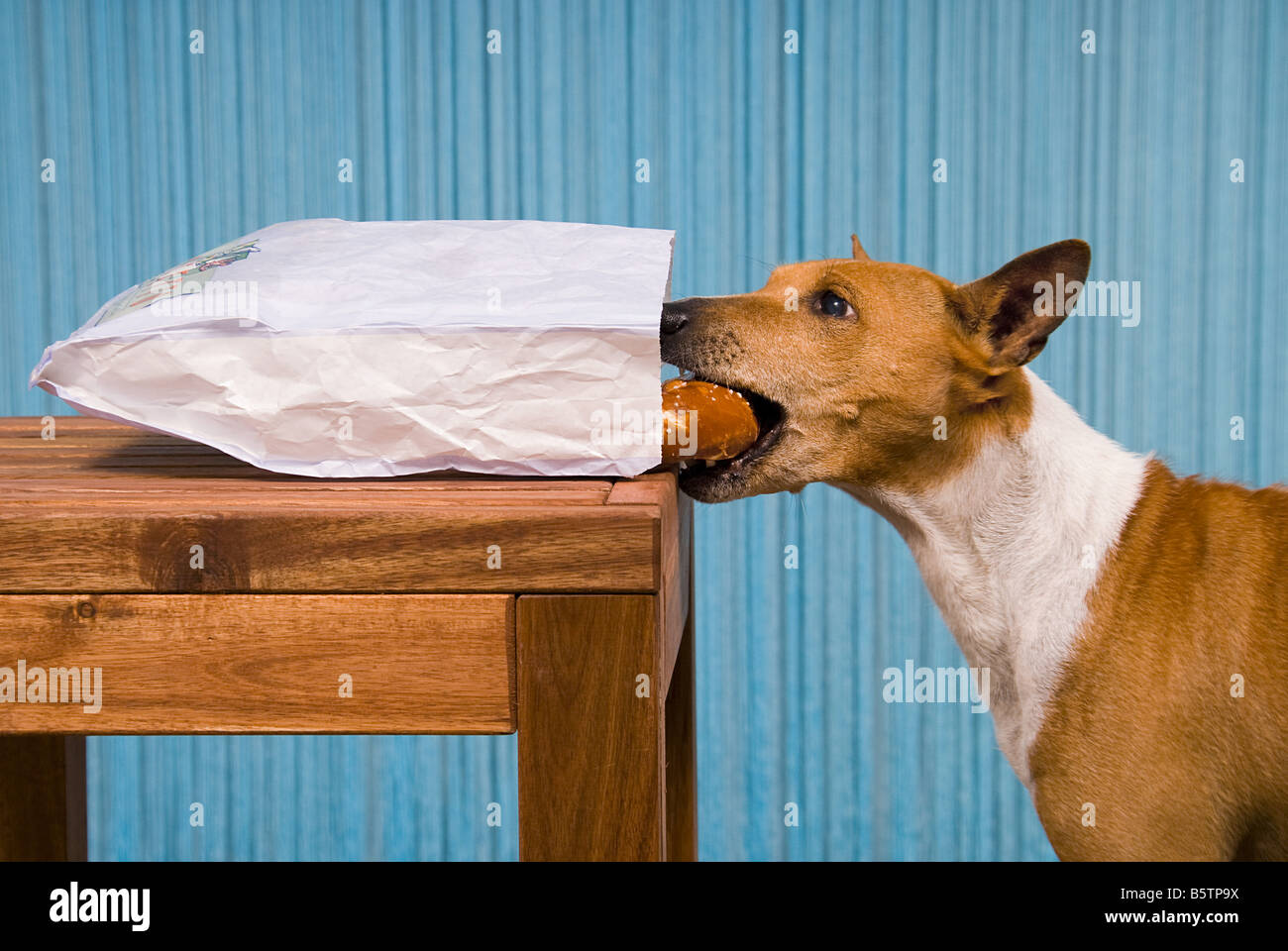 Basenji stealing a bun from a paper bag Stock Photo - Alamy