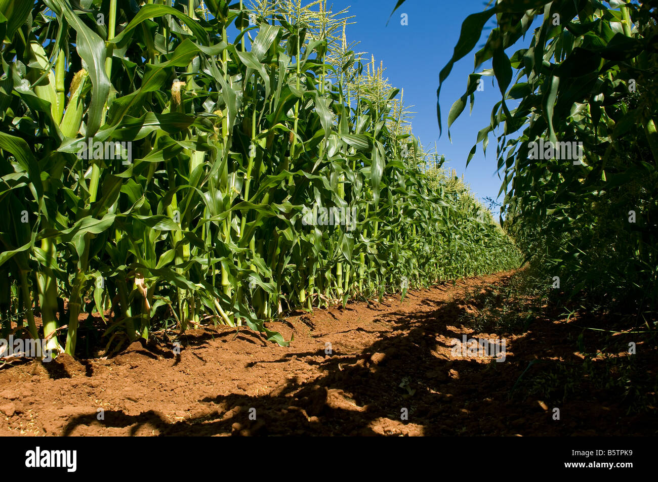 Corn field on hot summer days Stock Photo - Alamy