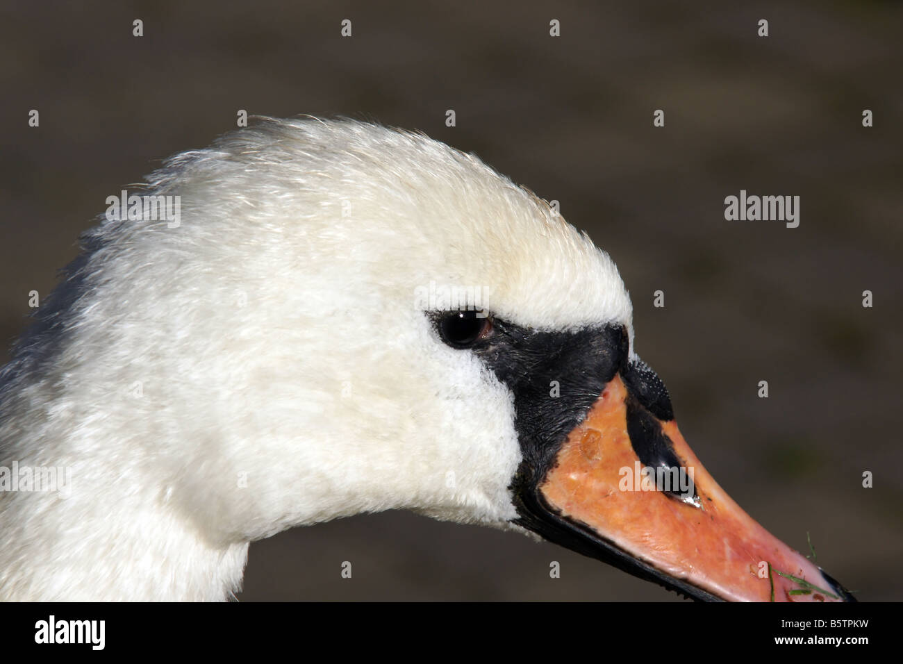 Close up of the head of a Swan, Cygnus Stock Photo - Alamy