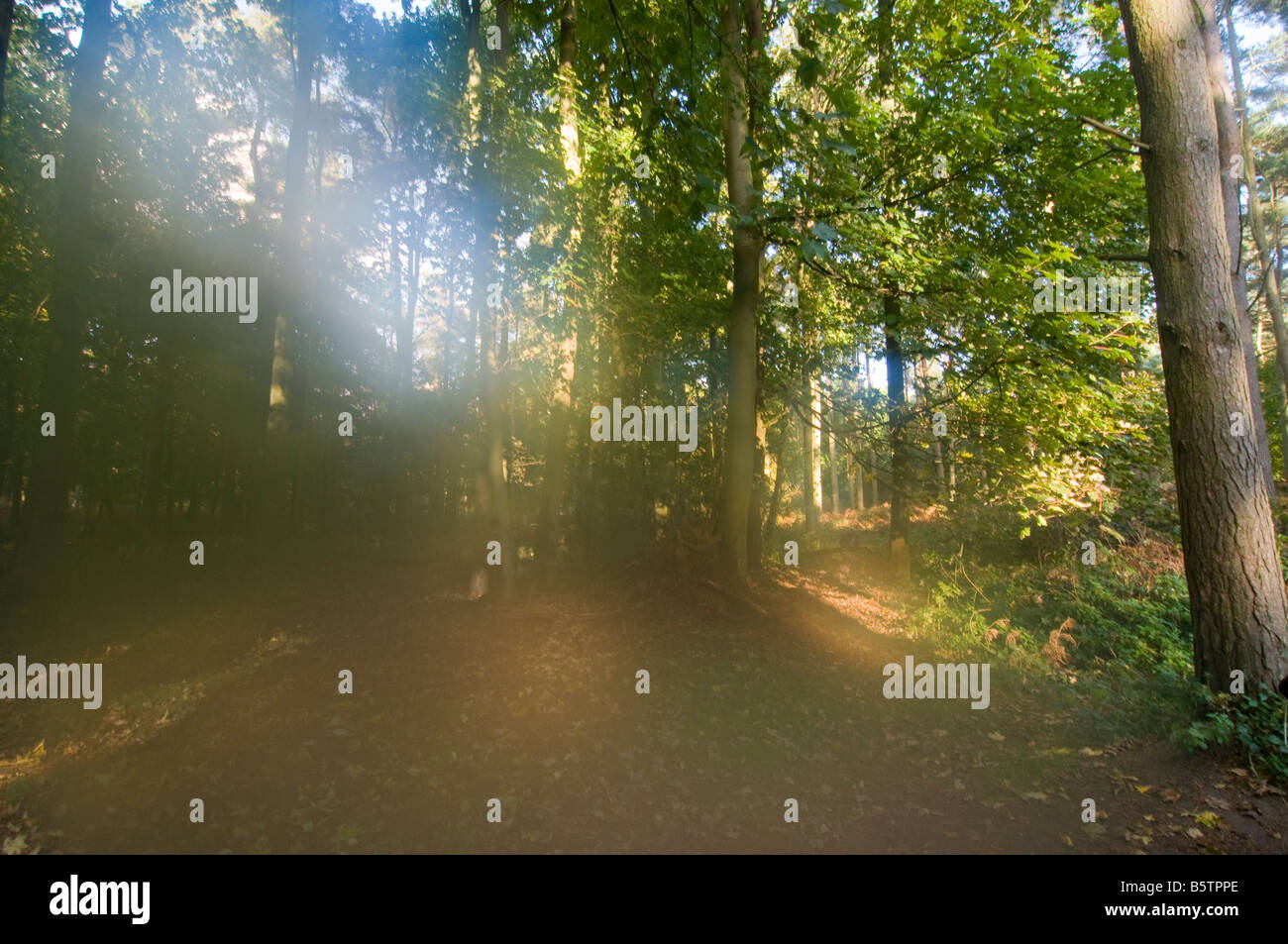 Shafts sunlight hi-res stock photography and images - Alamy