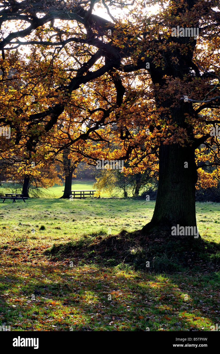 Elmdon hi-res stock photography and images - Alamy