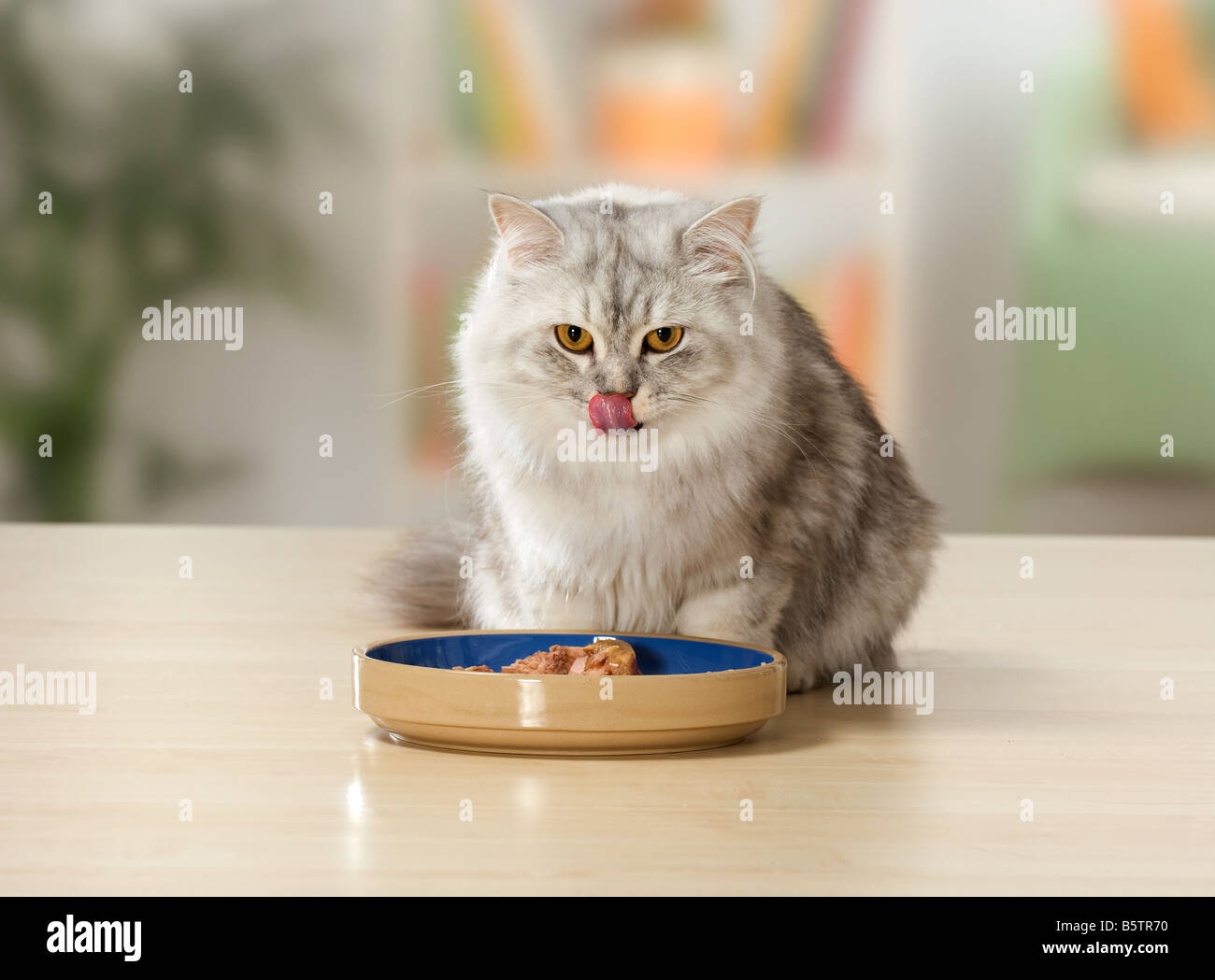 Grey angora hi-res stock photography and images - Alamy
