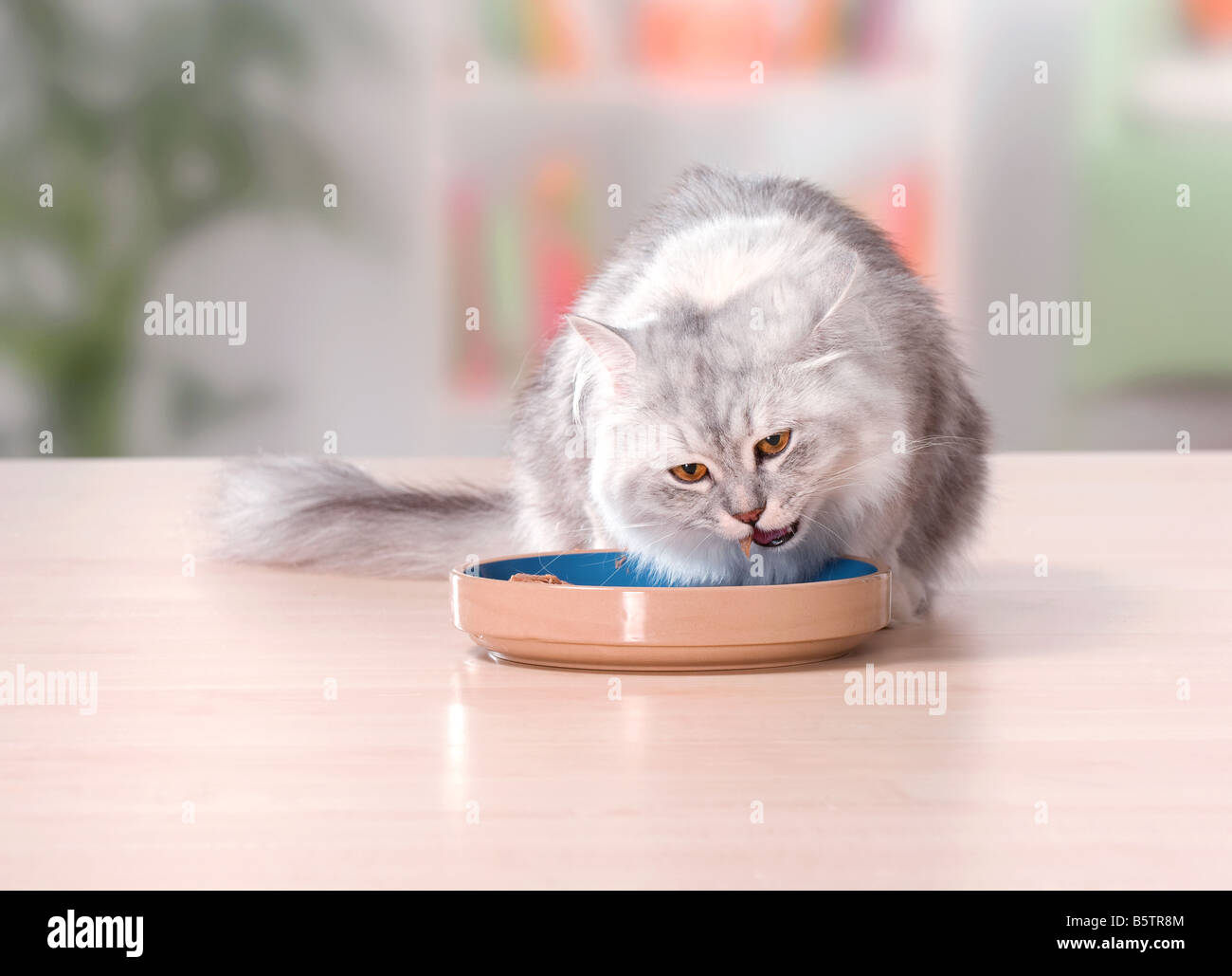 Grey angora hi-res stock photography and images - Alamy