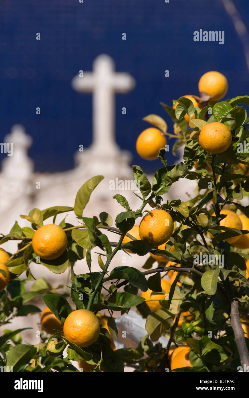 Valencia orange fruit hi-res stock photography and images - Alamy