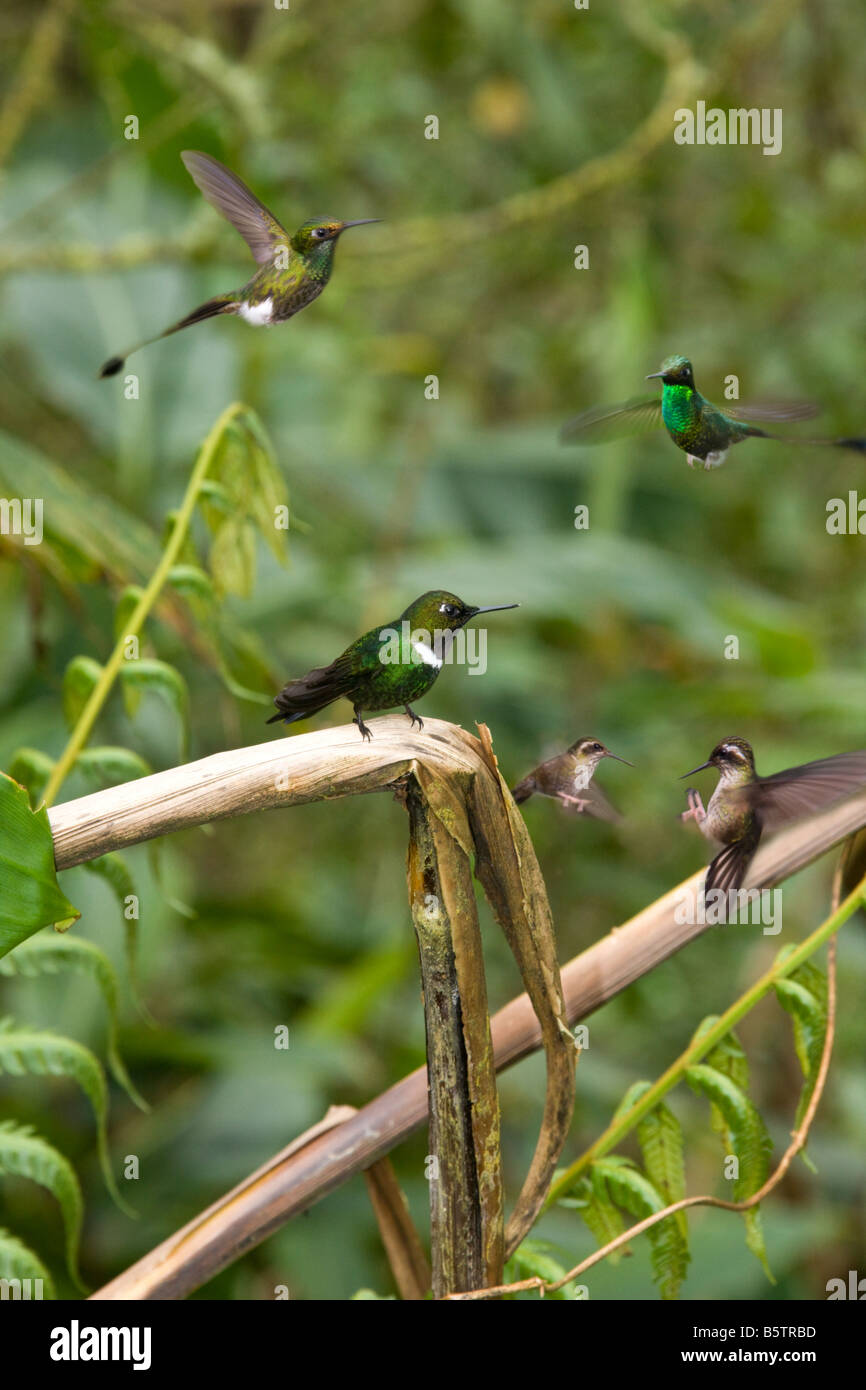 Hummingbirds in the Mindo Cloud Forest in Northern Ecuador Stock Photo ...