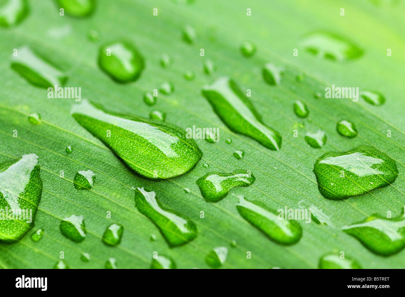 Natural background of green plant leaf with raindrops Stock Photo - Alamy