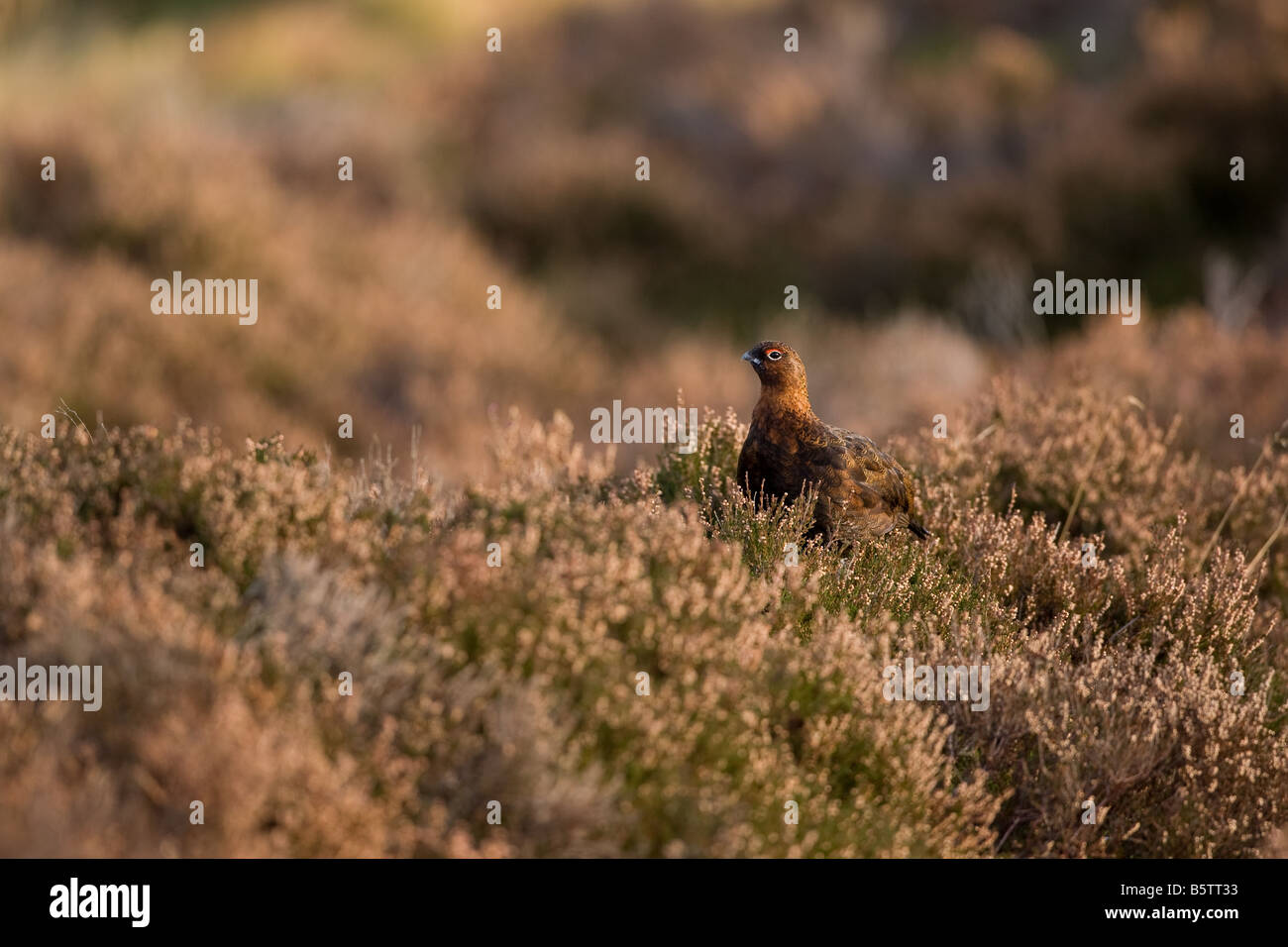 Heather bird hi-res stock photography and images - Alamy