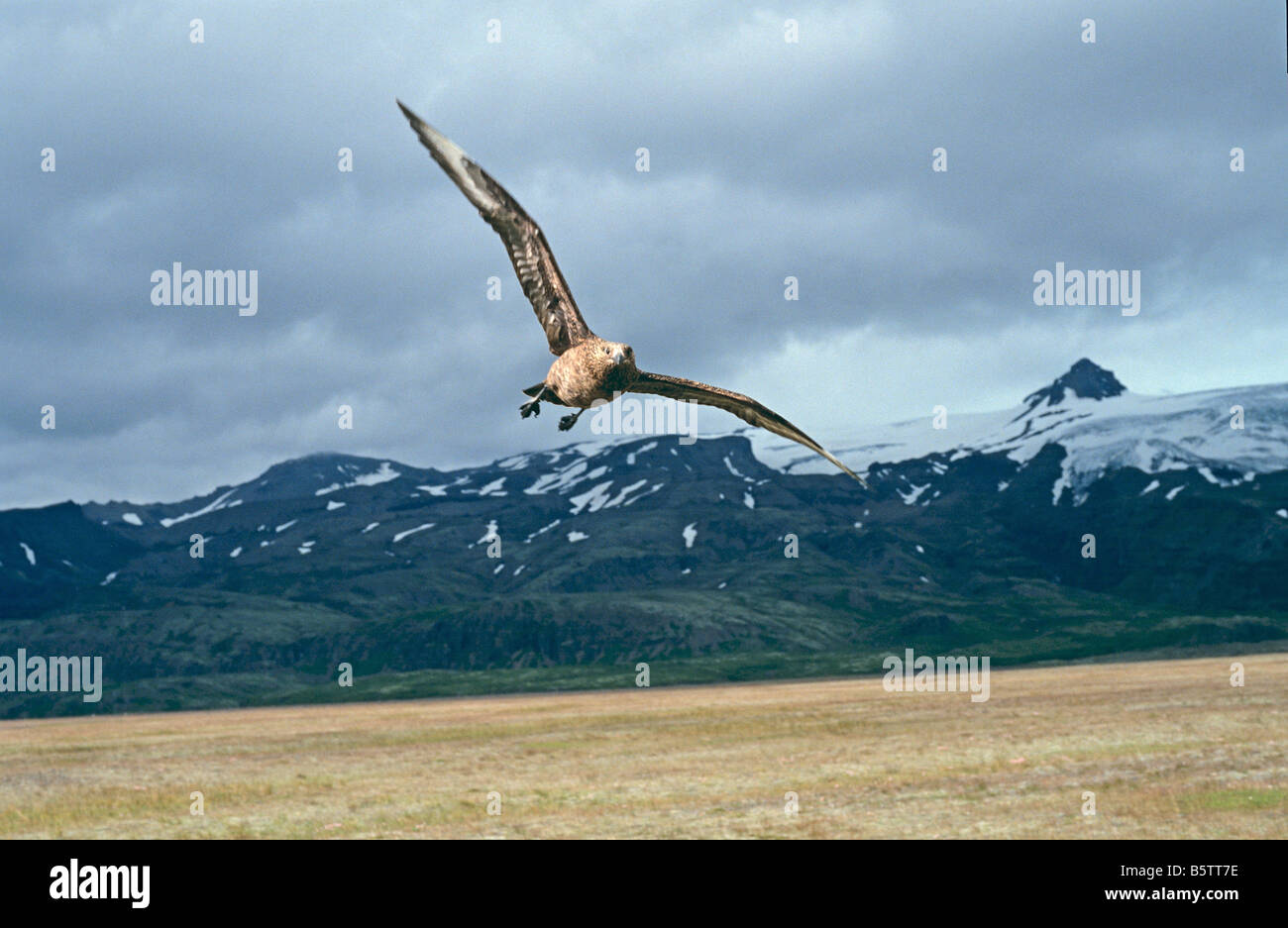 Great Skua - flying / Stercorarius skua Stock Photo - Alamy