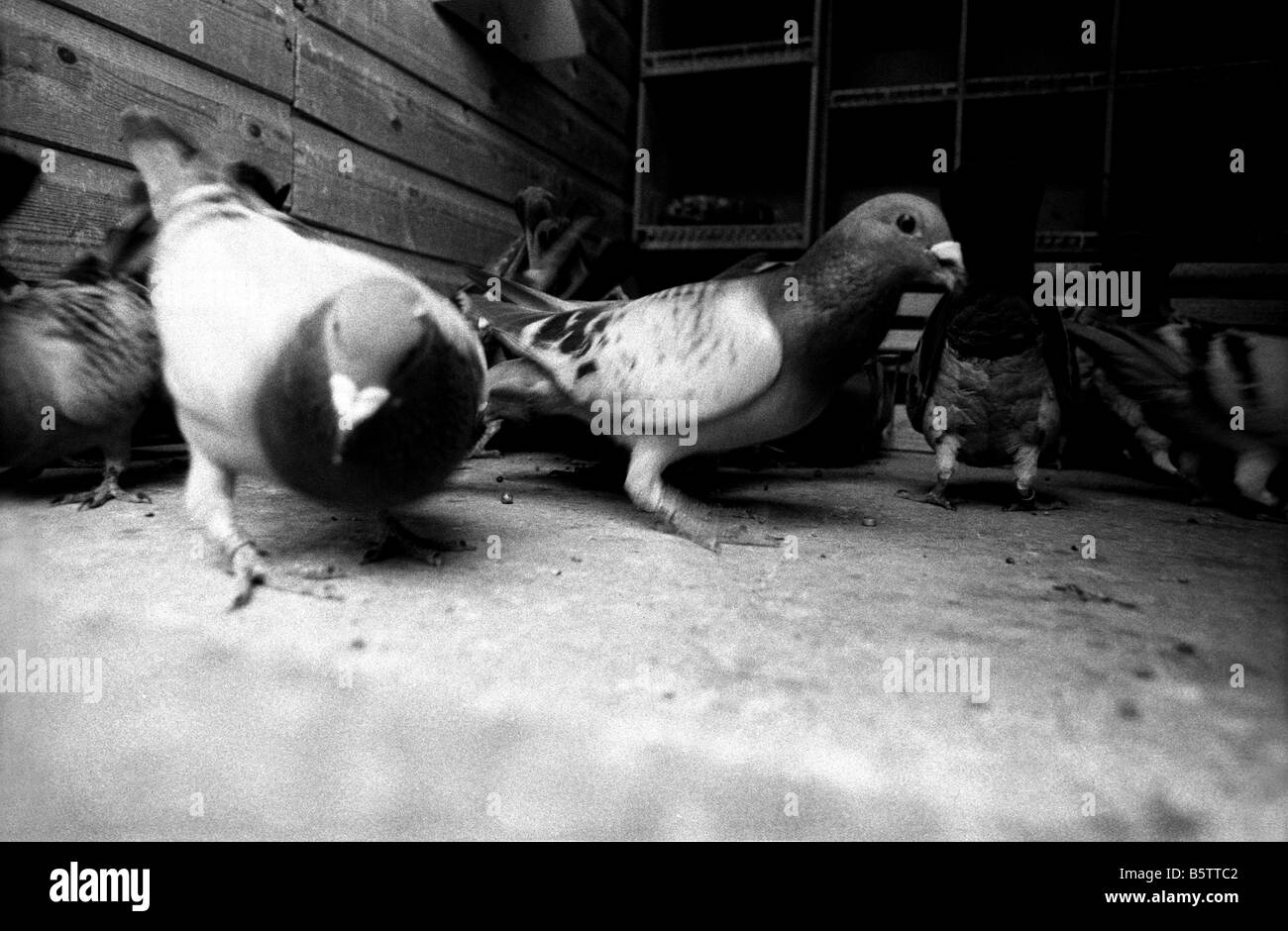 Pigeon racing in the UK. Working class sport Stock Photo - Alamy