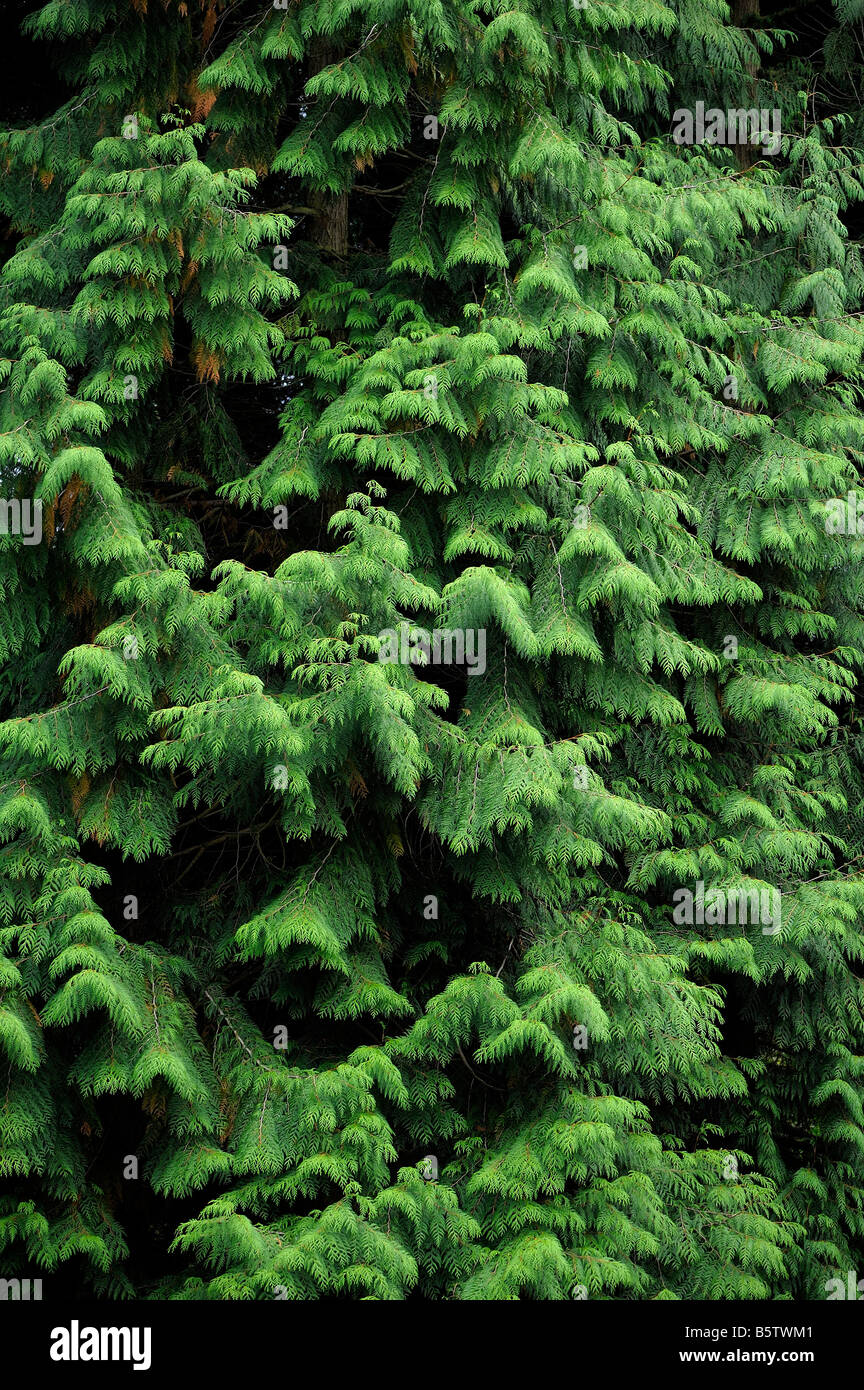 Detail of pine tree background Stock Photo - Alamy