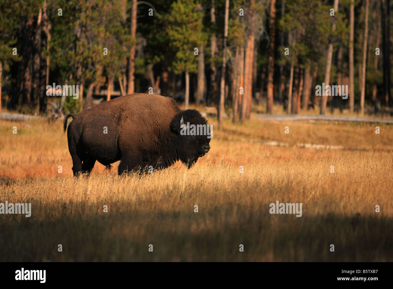 Grazing yellowstone national park hi-res stock photography and images ...