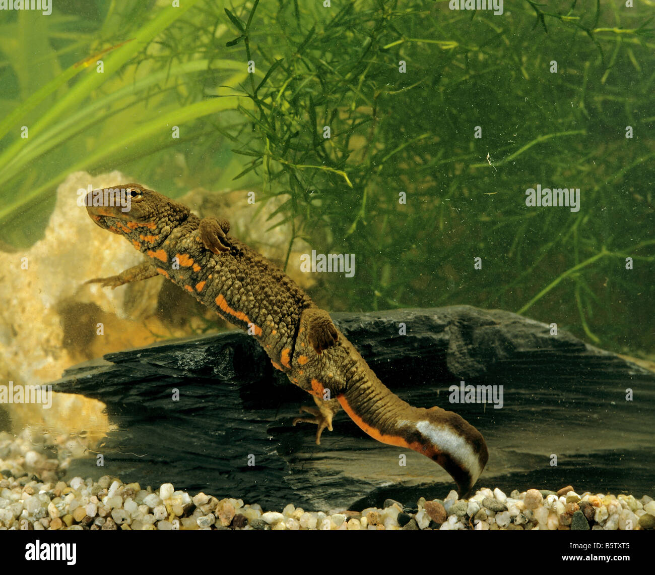 Chinese Warty Newt in water / Paramesotriton chinensis Stock Photo - Alamy