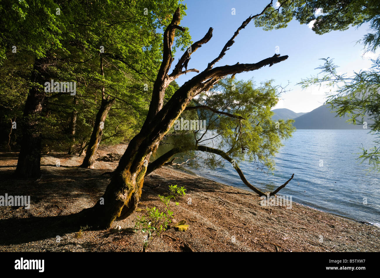 Lake Rotoroa from the Sabine Hut, Nelson Lakes National Park, South ...