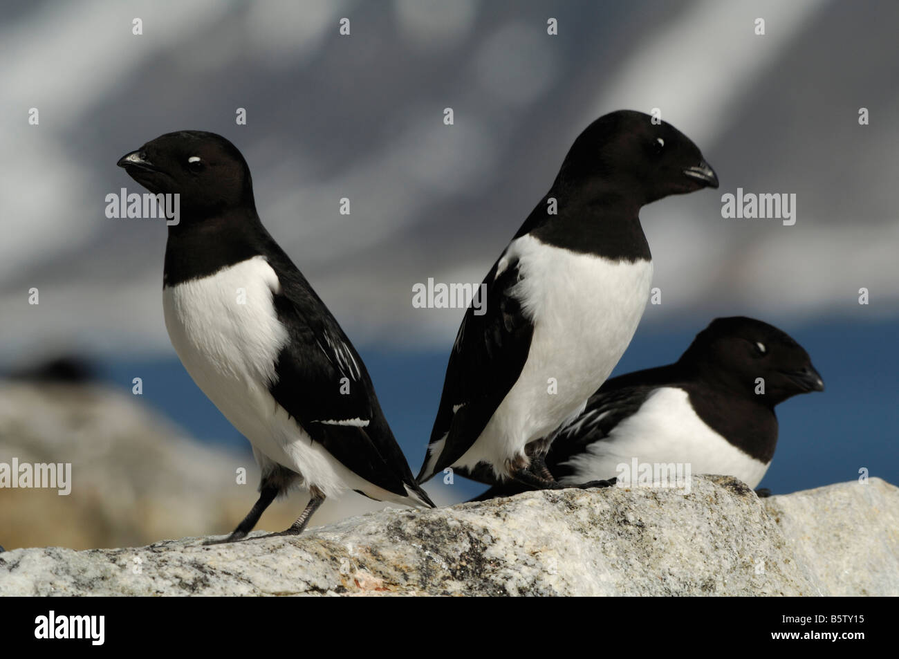 Little auk alle alle group hi-res stock photography and images - Alamy