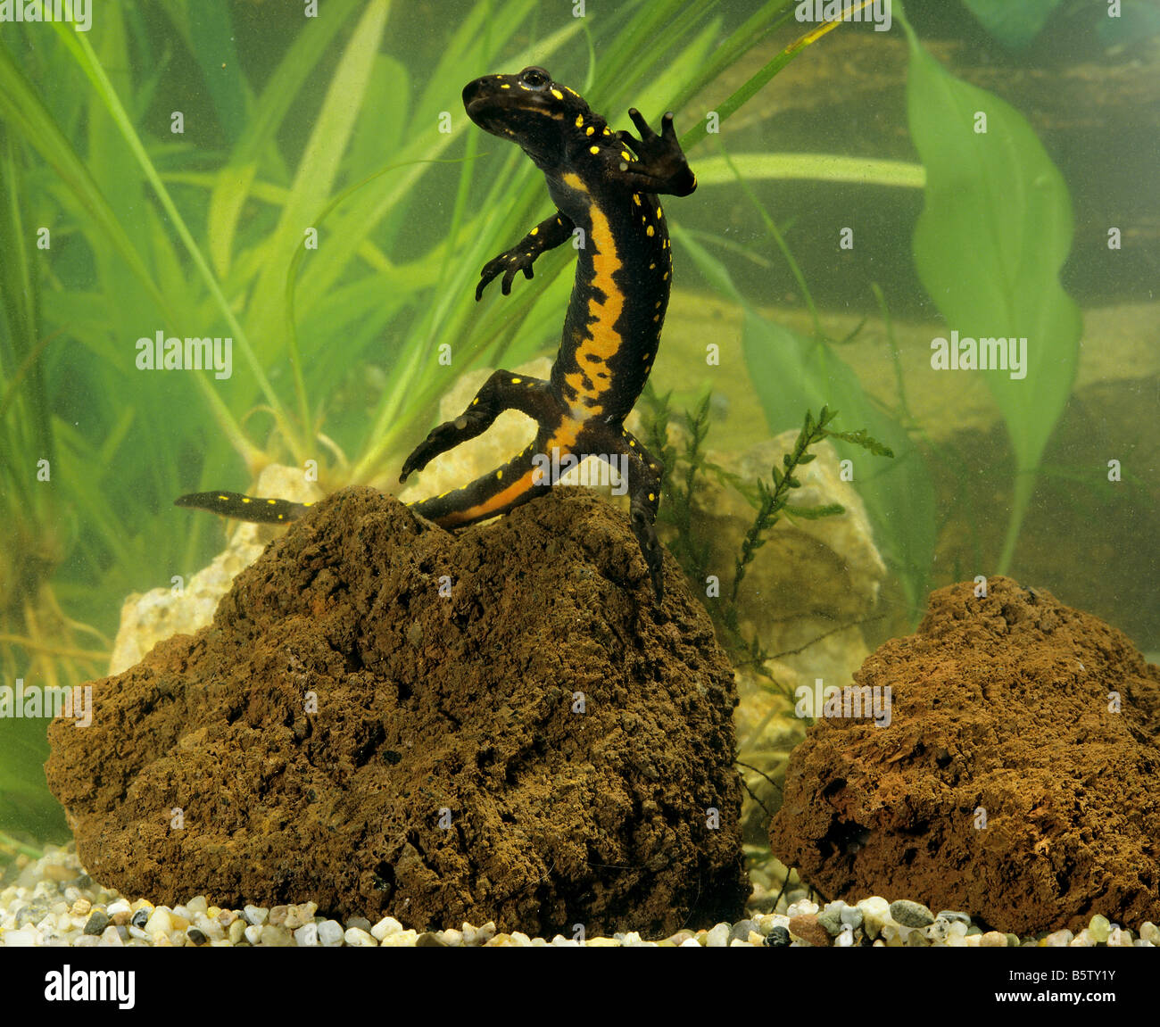 Yellow-spotted Newt - swimming / Neurergus strauchii Stock Photo - Alamy