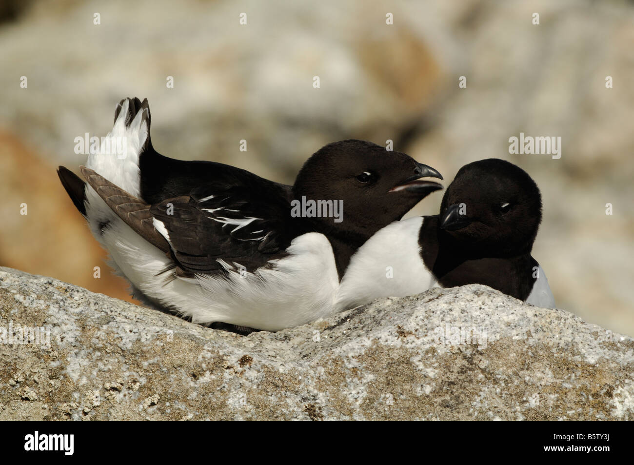 Little auk or dovekie (Alle alle Stock Photo - Alamy